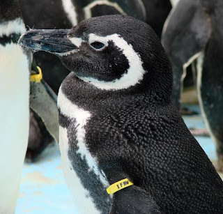 Video report of chronic oiling of penguins in Brazil - International ...