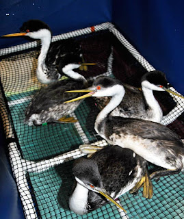 Natural Oil Seep Prompts Bird Rescue in Calif. - International Bird Rescue