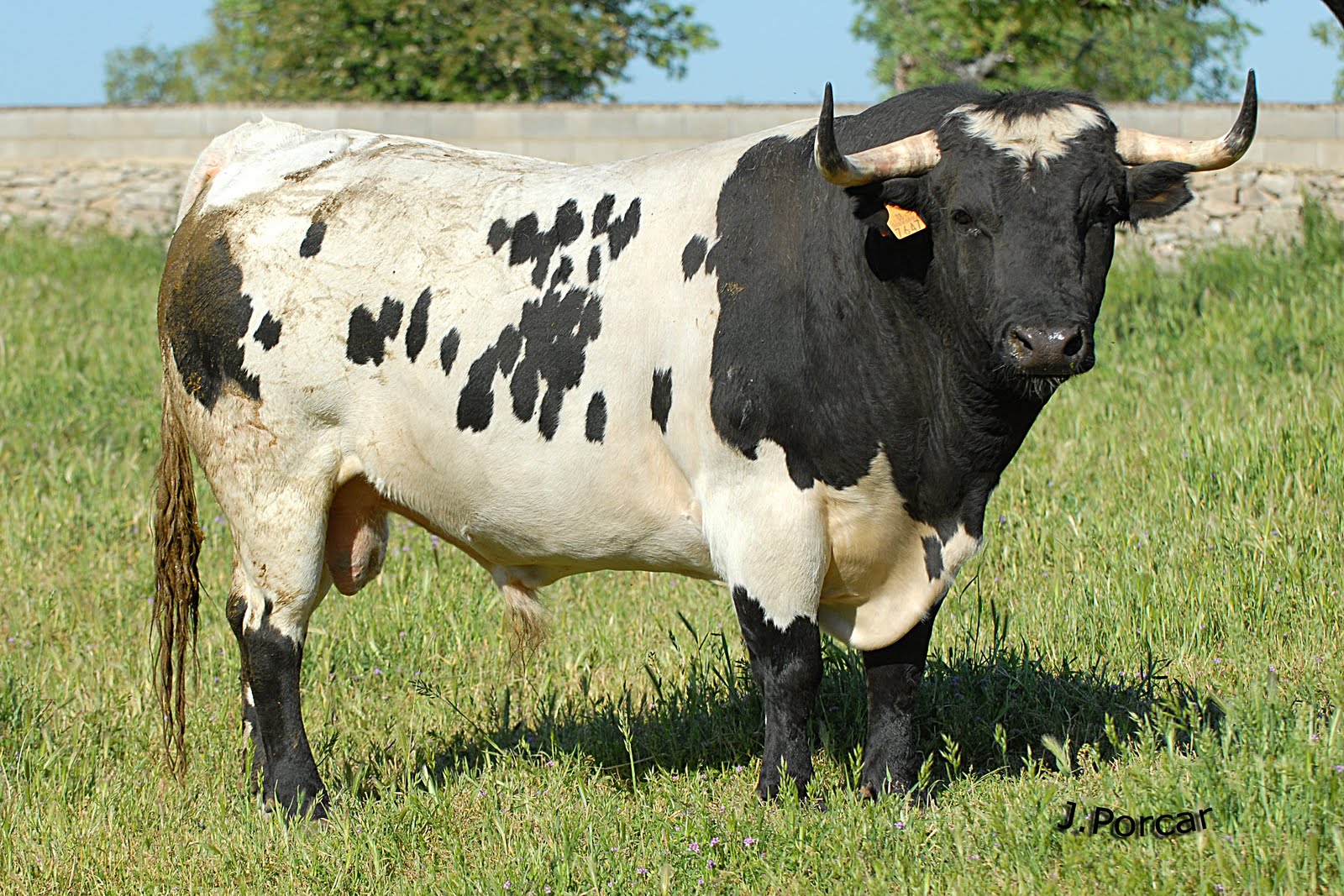 Toro, Torero y Afición: Toros de Francisco Galache (José Porcar)