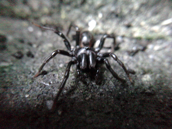 Arachnerds: Purse Web Spider - Atypus affinis