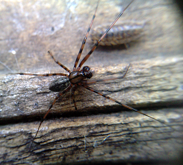 Arachnerds: Money Spiders - Linyphiidae