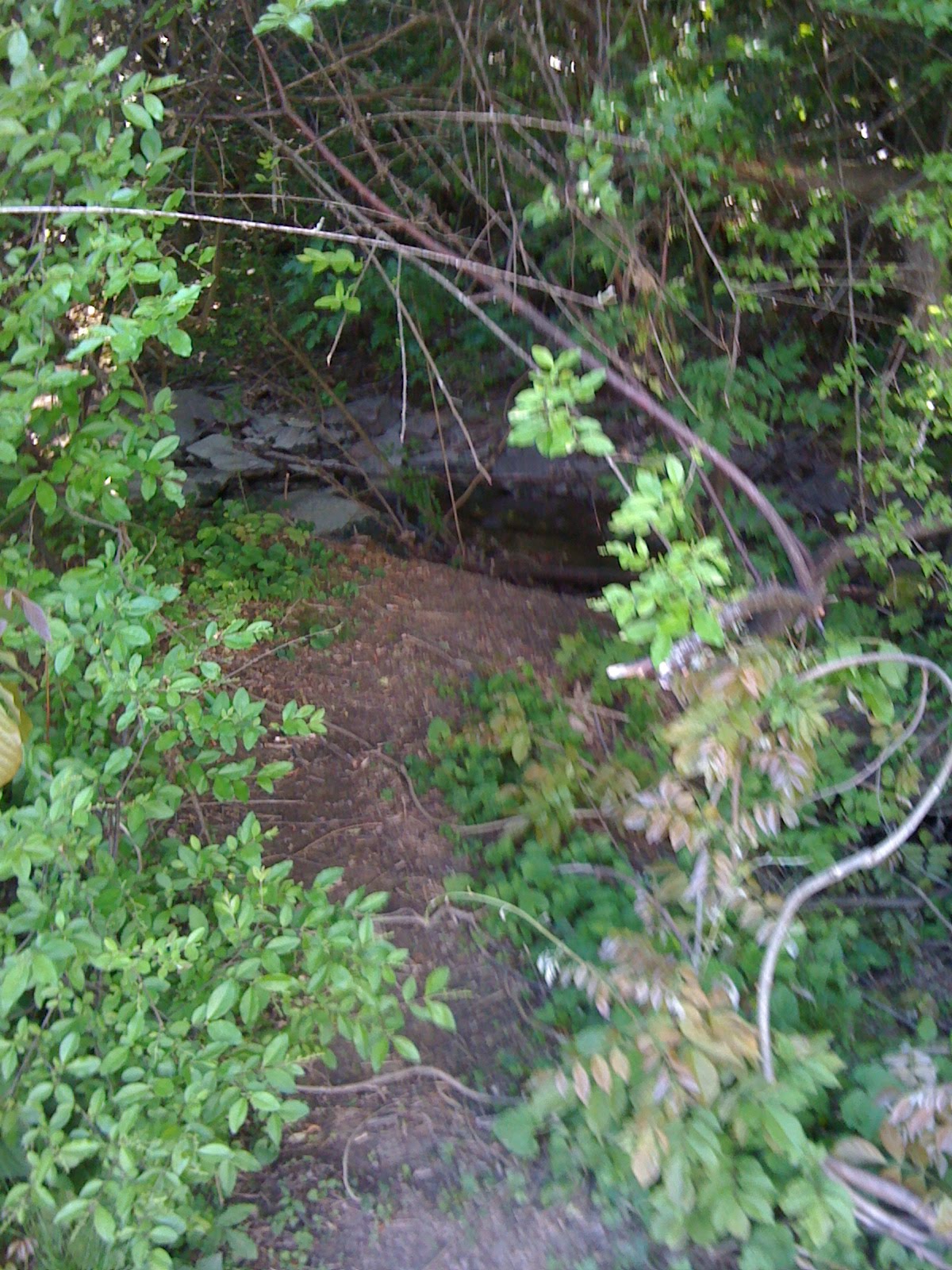 Pantherclan: Warriors Den!