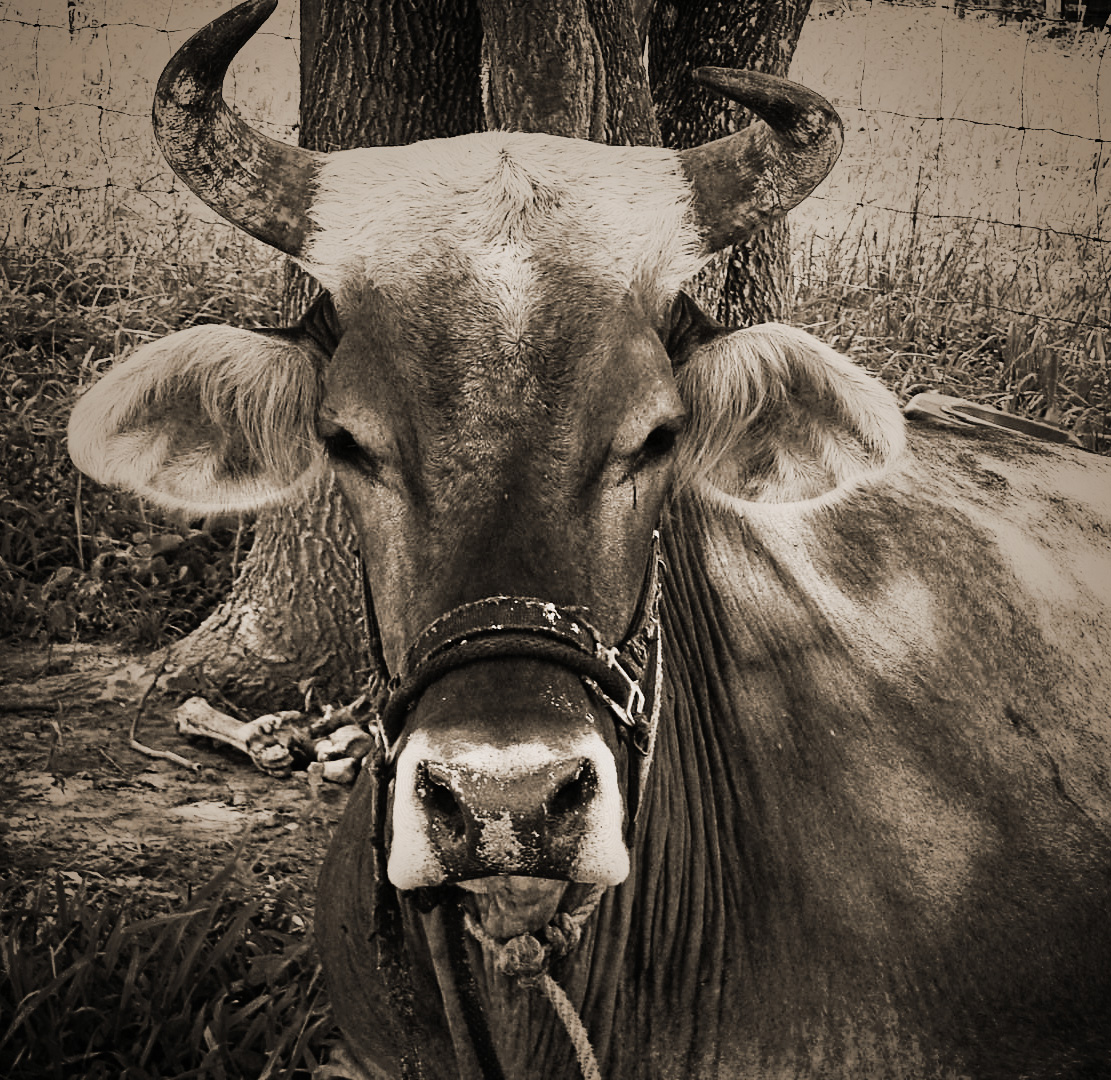 Pioneer Bookworm, life in Belize: an ox