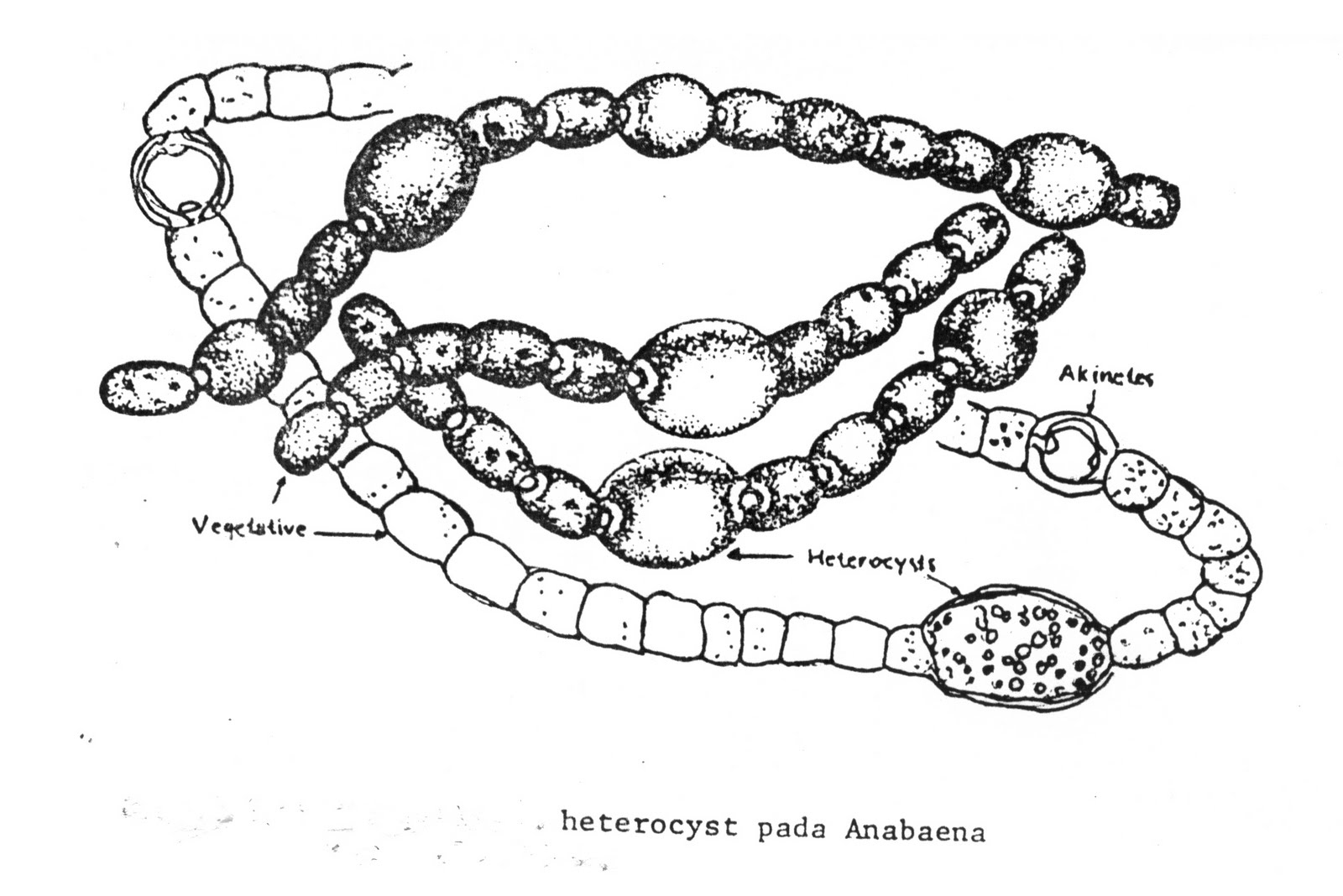 Organic Farming: AZOLLA SP