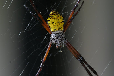 Pacific Island Fern: Spiders on Guam