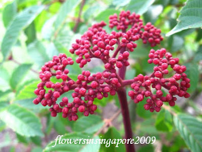 Flowers in Singapore: Leea rubra