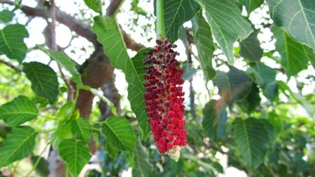 Flowers in Singapore: Hura crepitans (Sandbox Tree, Possumwood, Jabillo)