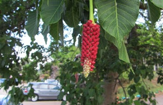 Flowers in Singapore: Hura crepitans (Sandbox Tree, Possumwood, Jabillo)