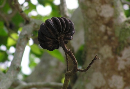 Flowers in Singapore: Hura crepitans (Sandbox Tree, Possumwood, Jabillo)