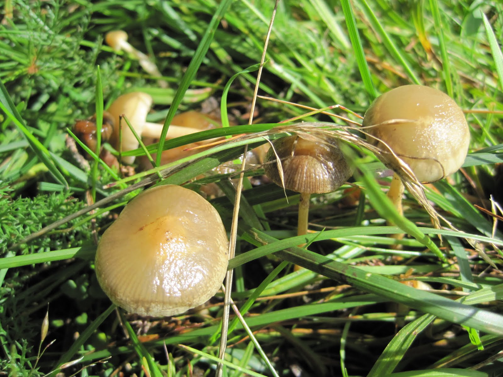 Det går mot vår...: juli 2010