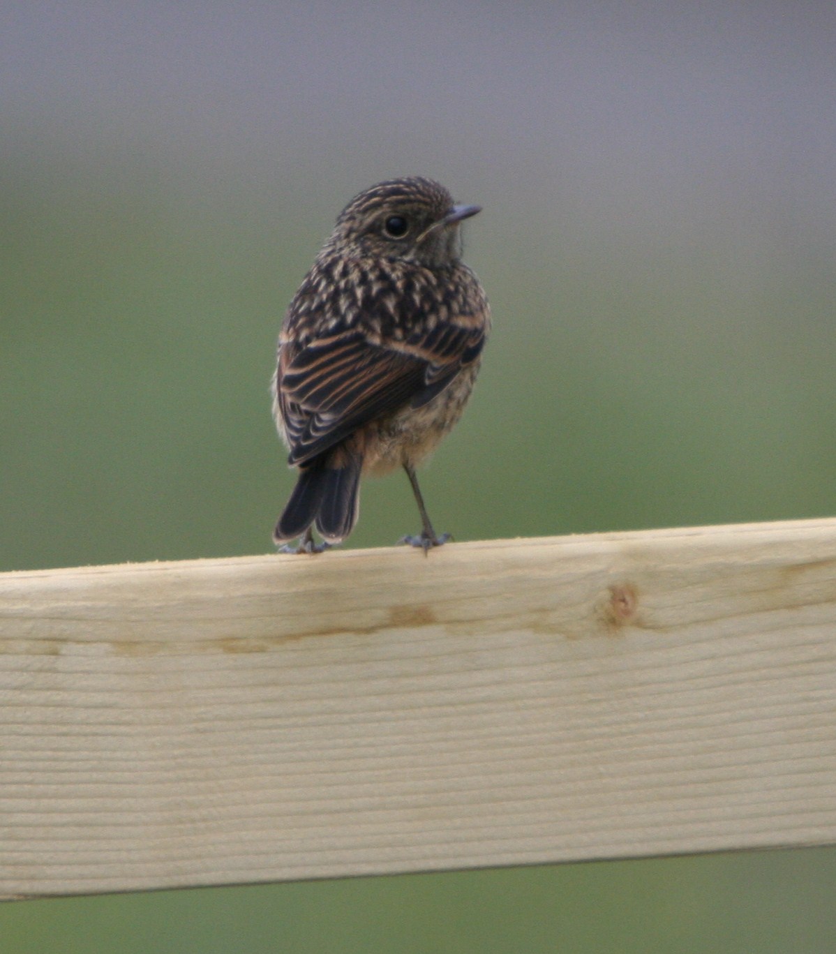 Valley Naturalist: May 2010