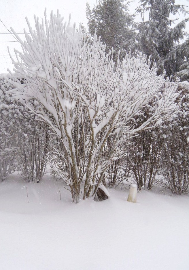 Small Holdings Farm: Another Unbeliveably Beautiful Snow Storm