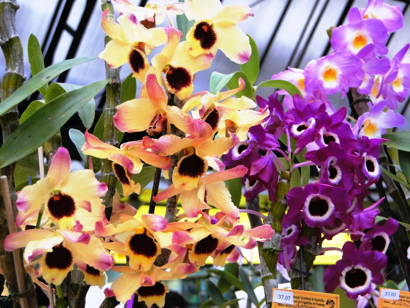 O Fazedor de Auroras: Orquídea, sim, orquídeas