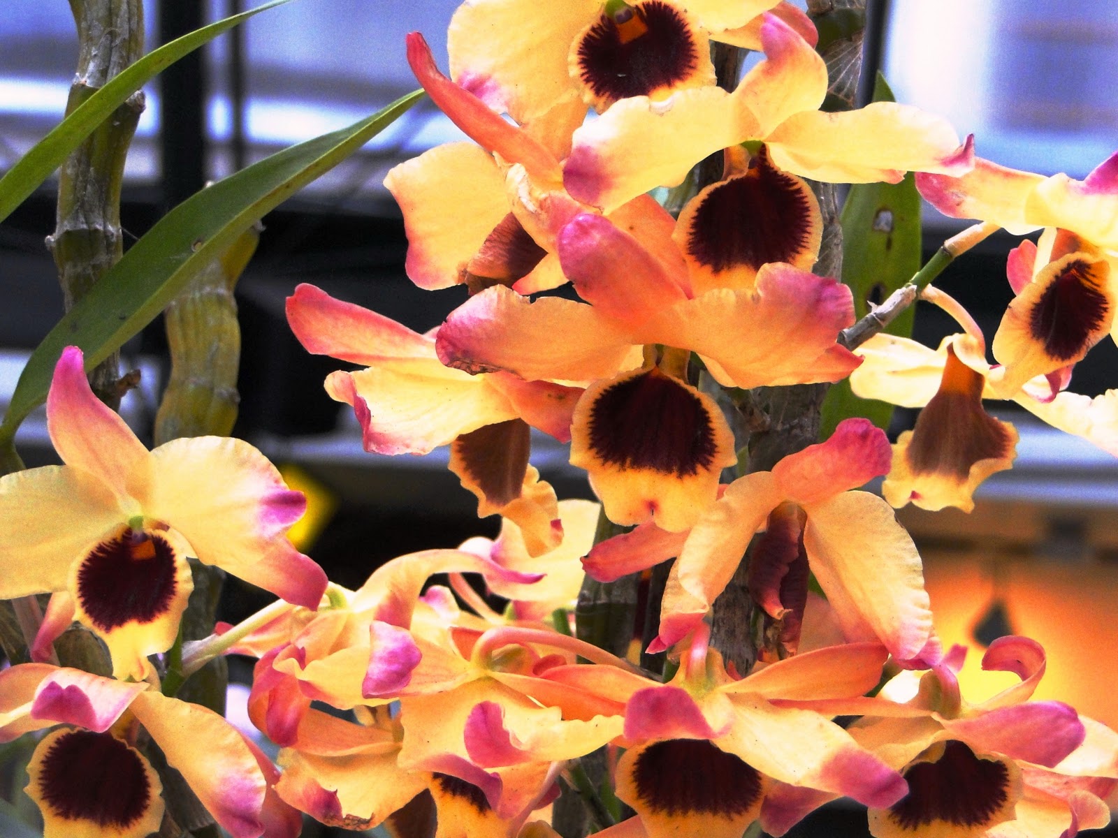 O Fazedor de Auroras: Orquídea, sim, orquídeas