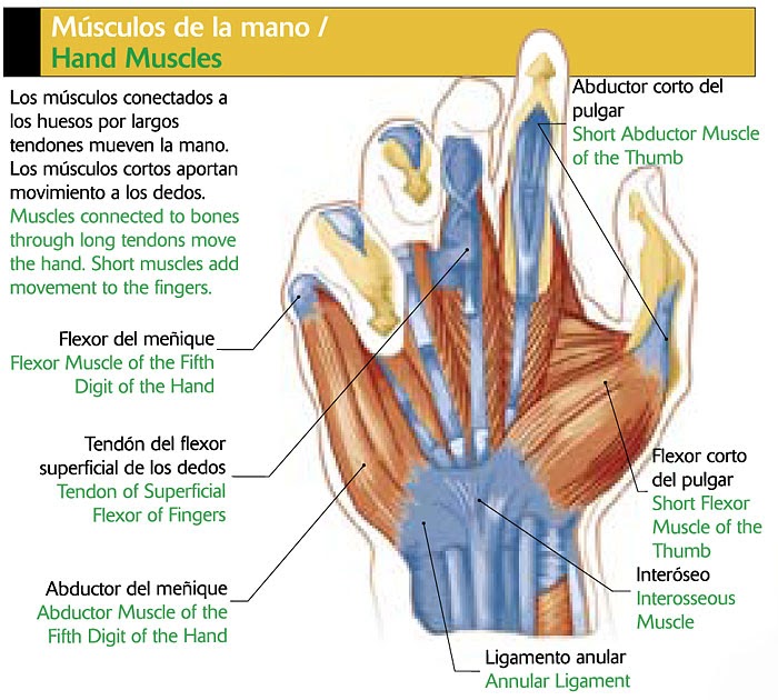 el cuerpo humano y sus partes: MUSCULOS DE LA MANO