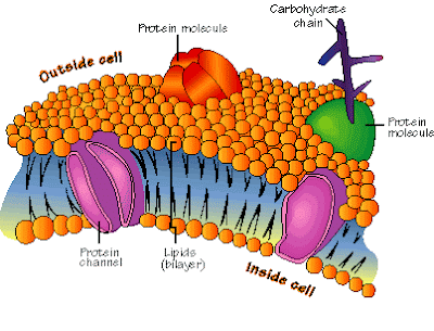 ThE CeLl MeMbRaNe!