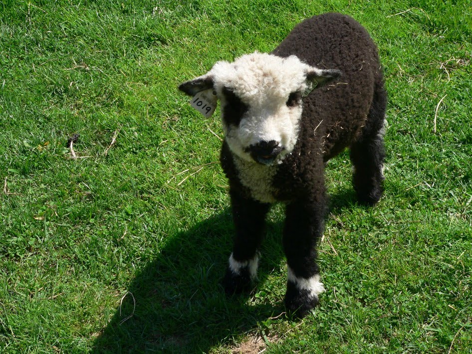 Fleecemaker's Fiber Odyssey: Last Lamb of the Season