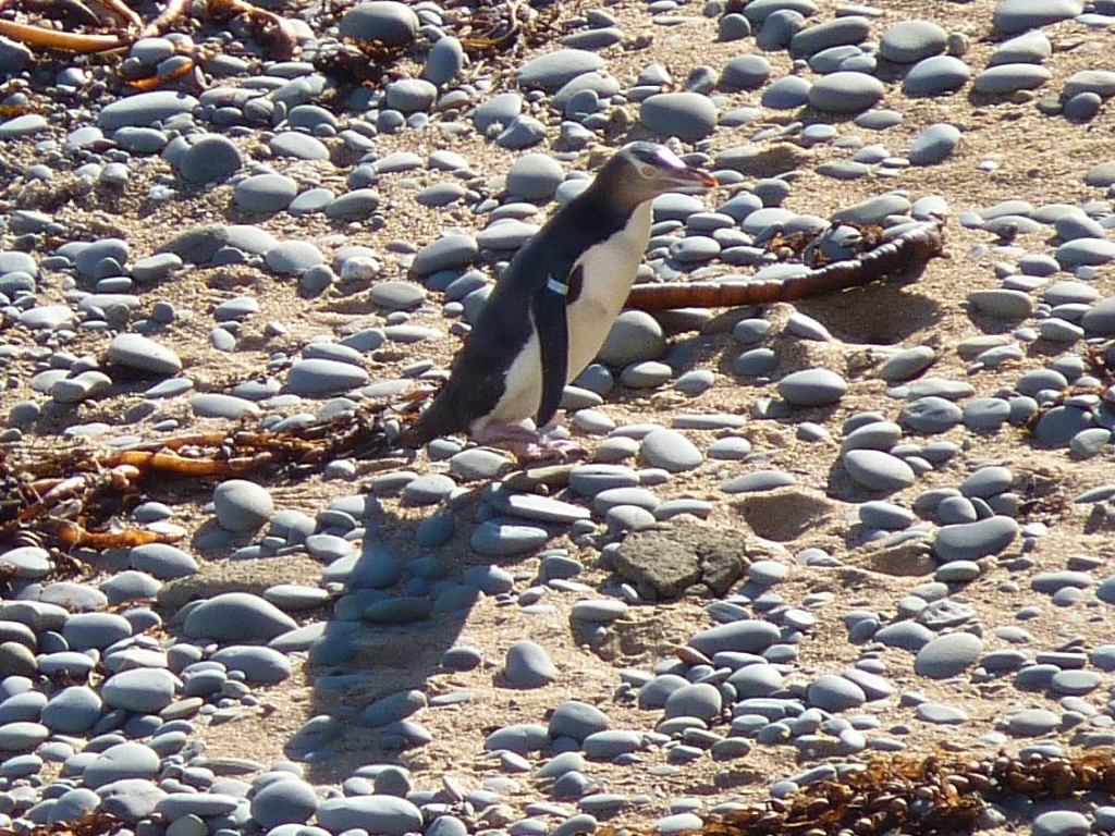 Oamaru, NZ: Of Buildings, Bread, and Birds ~ Go·See·Do
