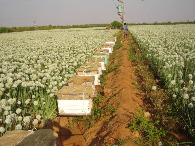 The Hive: Need of pollination in Chitradurga