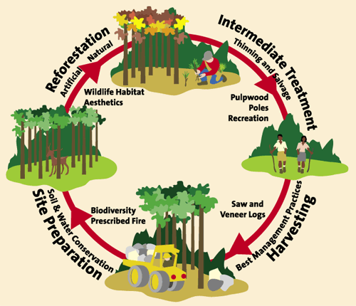 Central Pennsylvania Forestry: Announcing Sustainable Forestry I Courses