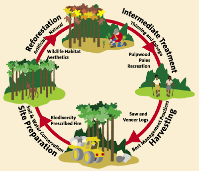Central Pennsylvania Forestry: Announcing Sustainable Forestry I Courses