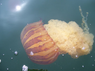 Raising Pet Jellyfish: Jellyfish Species Index