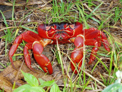 Élucubratismes: Les crabes rouges
