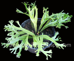 ASIANHORTI: PHILIPPINE Asplenium species