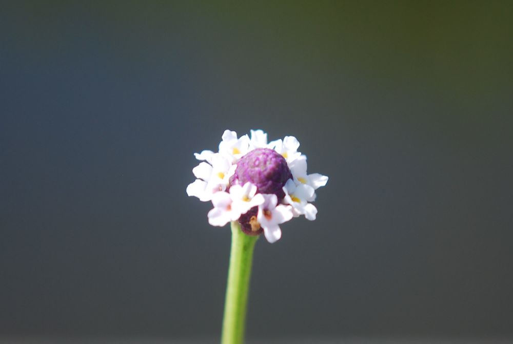 Space Coast Wildflowers: "Weeds" of South Patrick Drive, May 31, 2010