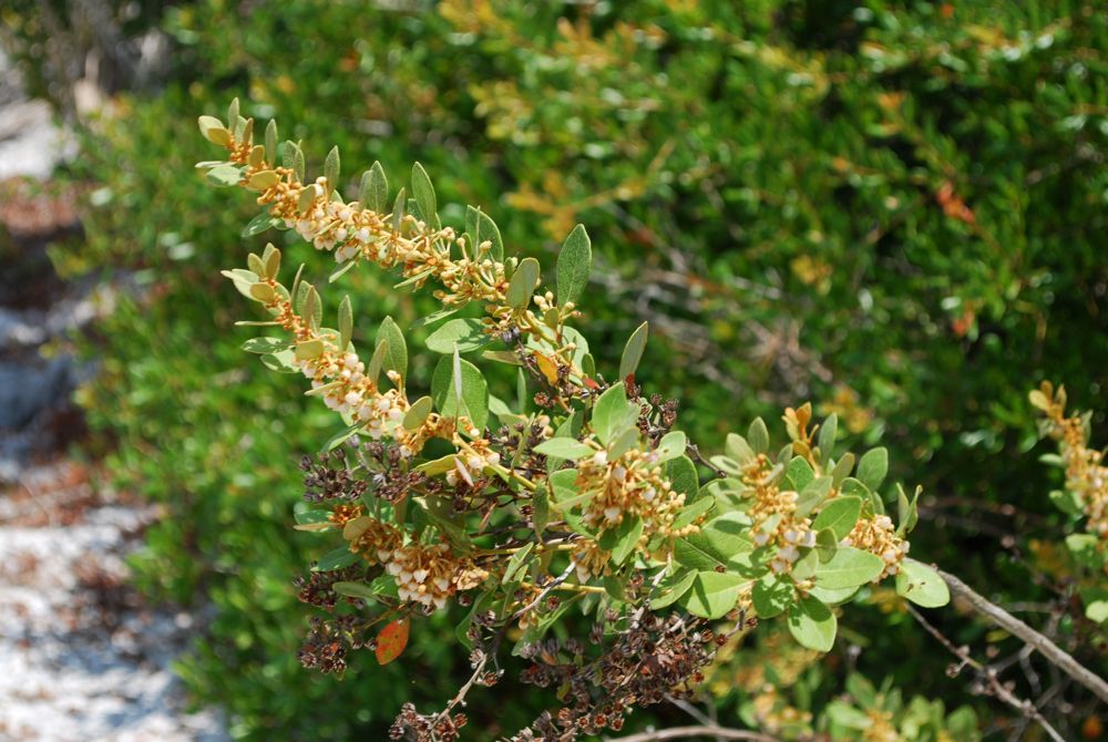 Space Coast Wildflowers: Malabar Scrub Sanctuary, May 31, 2010