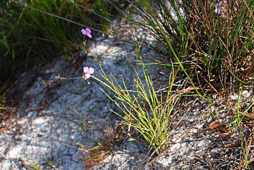 Space Coast Wildflowers: Cruickshank Sanctuary, June 9, 2010