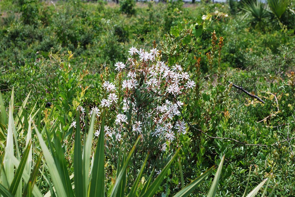 Space Coast Wildflowers: Cruickshank Sanctuary, June 9, 2010