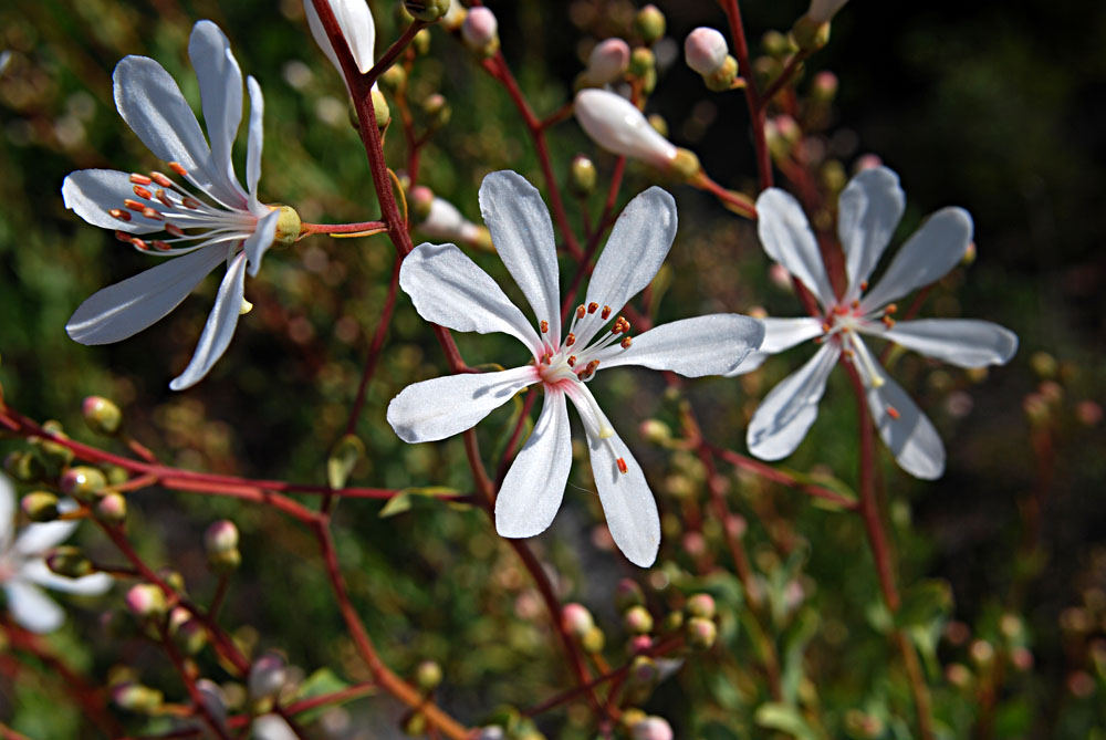 Space Coast Wildflowers: Cruickshank Sanctuary, June 9, 2010