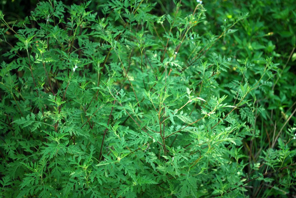 Space Coast Wildflowers: Summer in Wickham Park, July 9, 2010