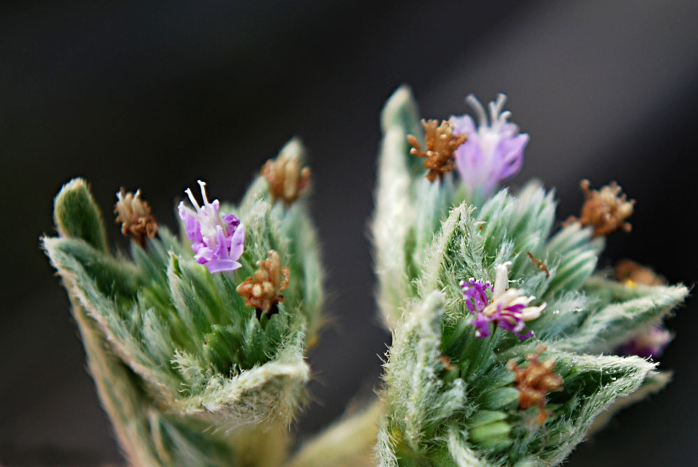 Space Coast Wildflowers: Wickham Park, Small Stuff, July 26, 2010