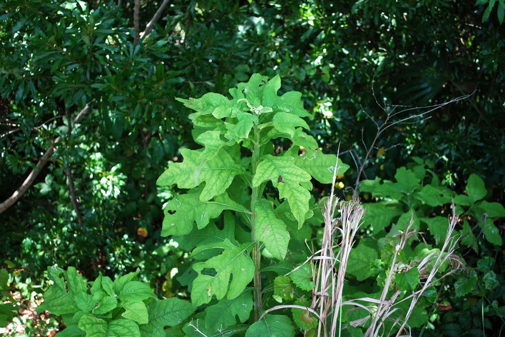 Space Coast Wildflowers: Wickham Park, Storm Water Ponds, July 20, 2010