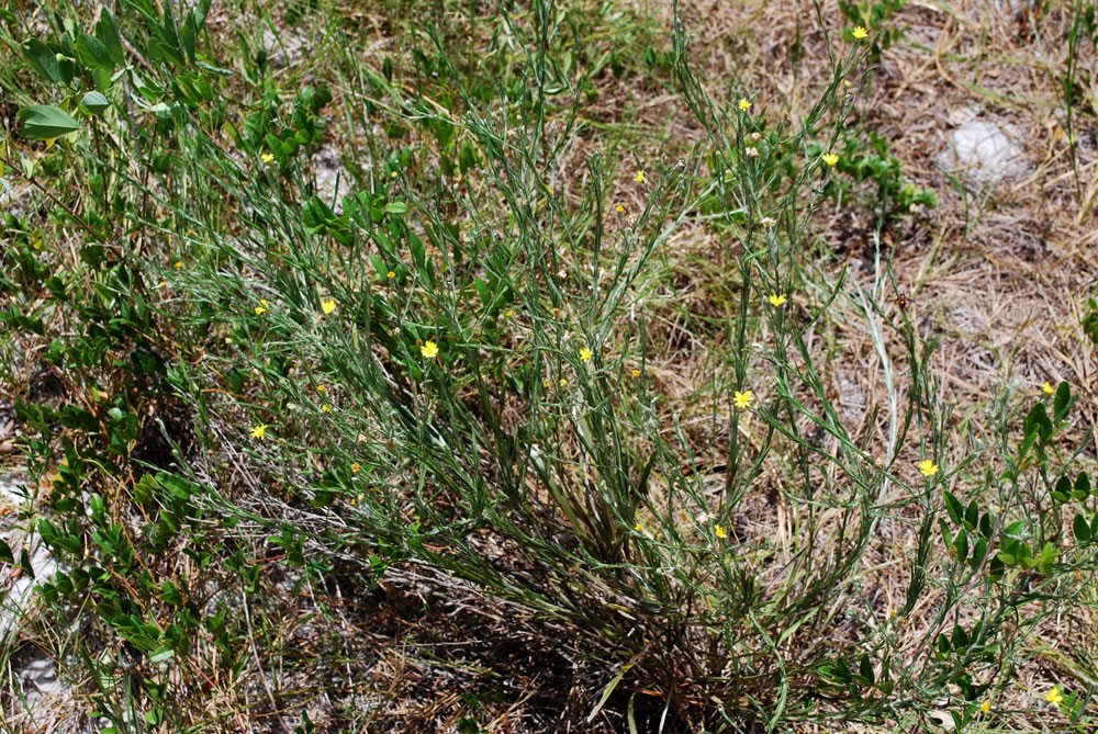 Space Coast Wildflowers: Wickham Park, Storm Water Ponds, July 20, 2010