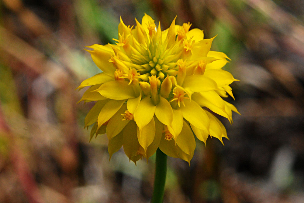 Space Coast Wildflowers: Dale Wimbrow Park, September 26-27, 2010