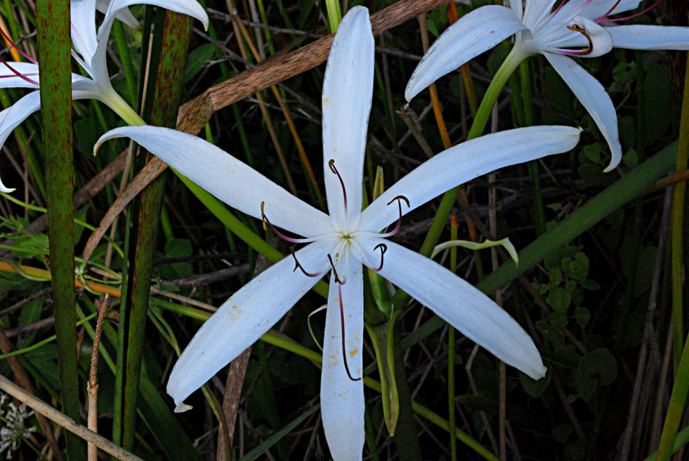 Space Coast Wildflowers: Dale Wimbrow Park, September 26-27, 2010
