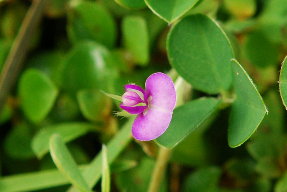 Space Coast Wildflowers: Dale Wimbrow Park, September 26-27, 2010