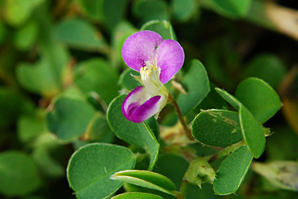 Space Coast Wildflowers: Dale Wimbrow Park, September 26-27, 2010