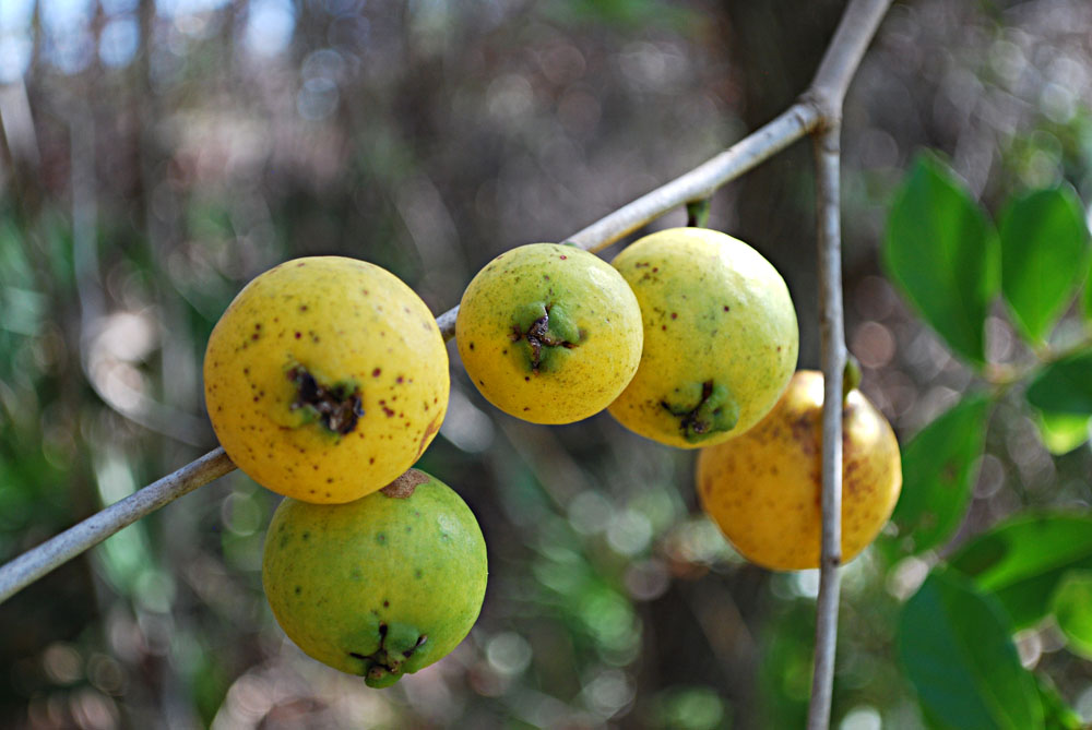 Space Coast Wildflowers: Dale Wimbrow Park, September 26-27, 2010