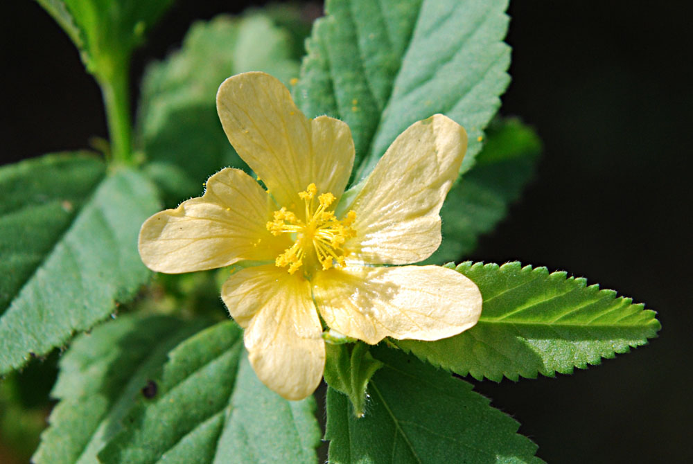 Space Coast Wildflowers: Satellite Beach Post Office Swales, Nov. 30 ...