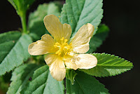 Space Coast Wildflowers: Satellite Beach Post Office Swales, Nov. 30 ...