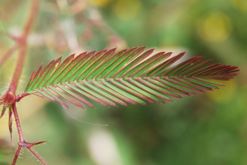 Space Coast Wildflowers: Wickham Park: Catching Up #1, September 20, 24 ...