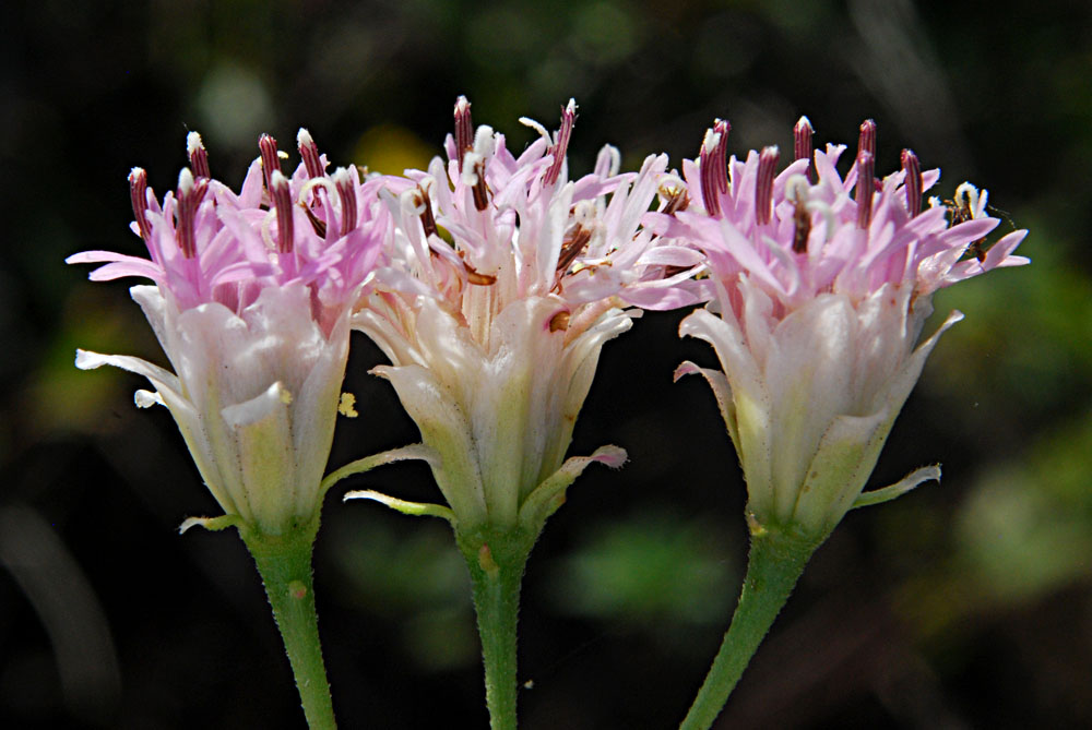 Space Coast Wildflowers: Wickham Park: Catching Up #3, October 28, 29, 2010