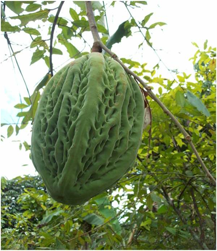 HERBARIO VIRTUAL: CACAO MARACO O BACAO