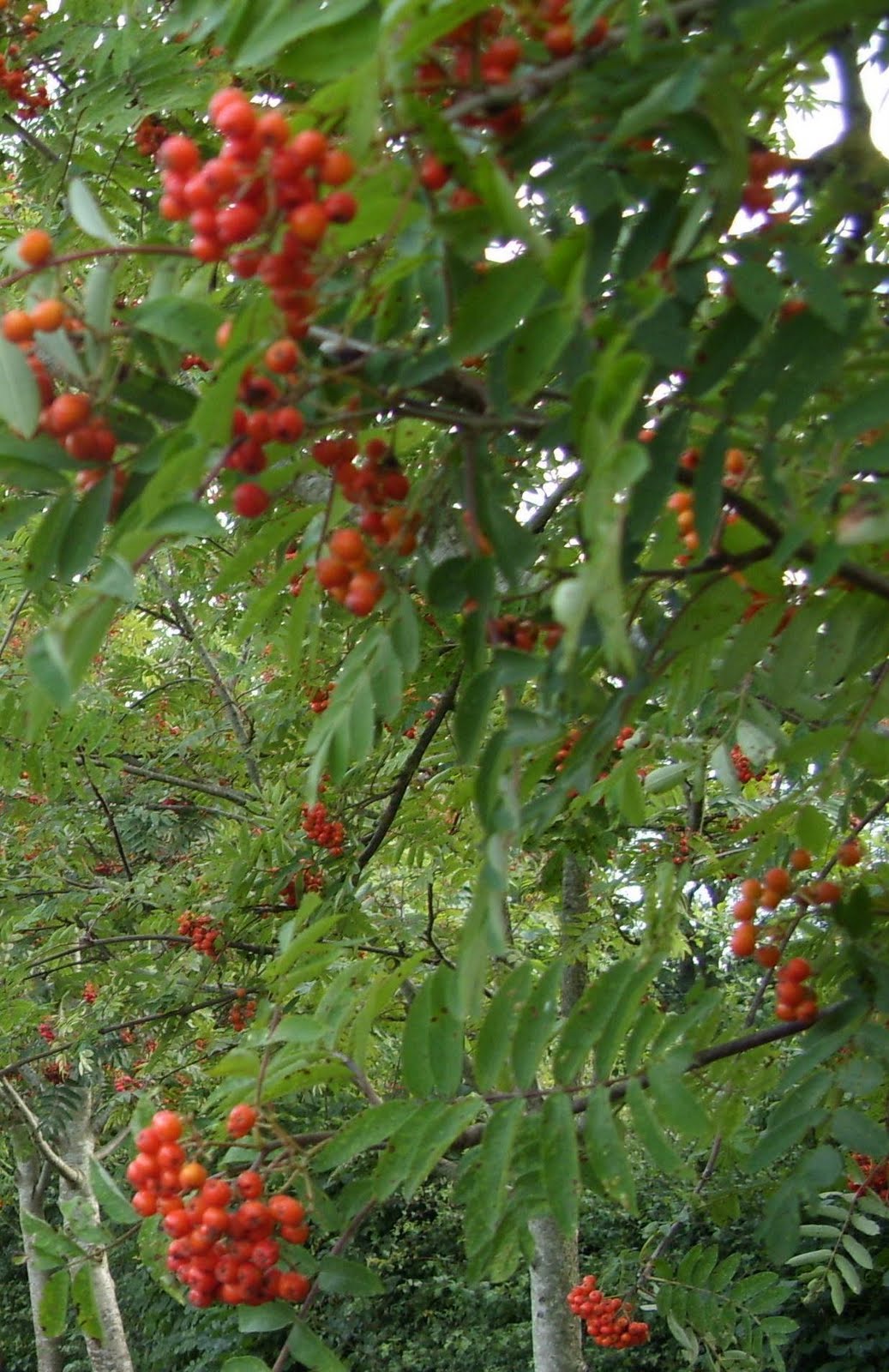 Kelli's Northern Ireland Garden: Calendula Flowers and Rowan Trees