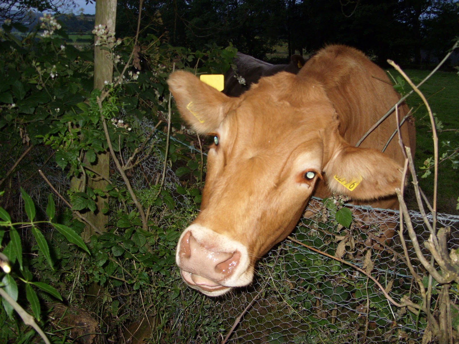 Kelli's Northern Ireland Garden: Petunias and Cows - have nothing in common