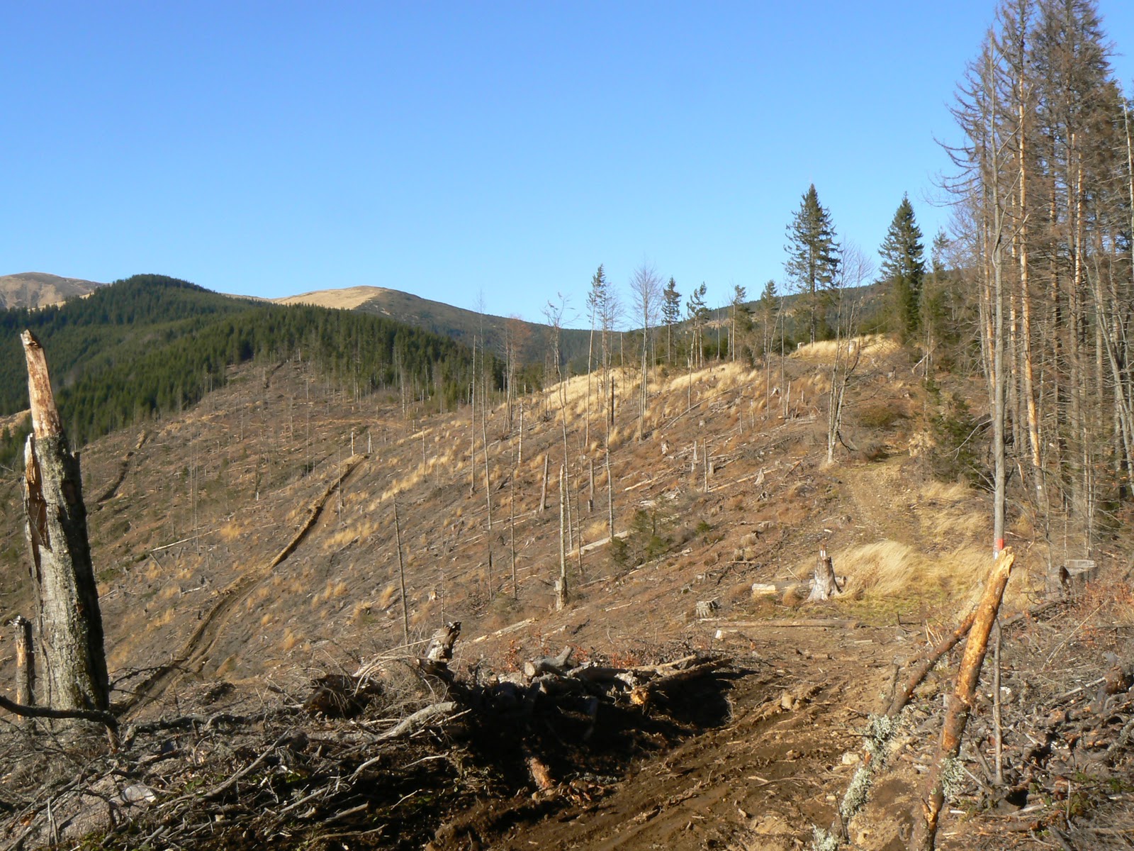 Vise pe poteci: Paduri fara copaci